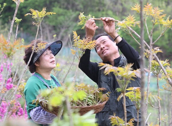 봄나물의 여왕 '옻순’